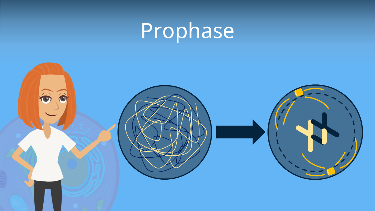 Prophase 1 VCAC: Cellular Processes: Meiosis: Advanced Look: Meiosis I