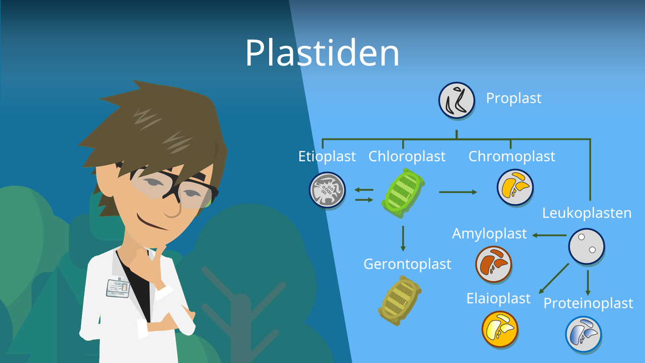 Plastiden • Plastidentypen, Leukoplasten · [mit Video]