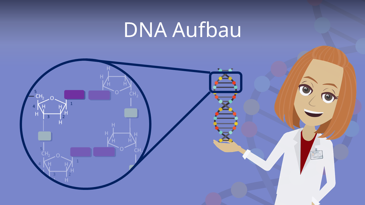 DNA Aufbau • Struktur und Bausteine · [mit Video]