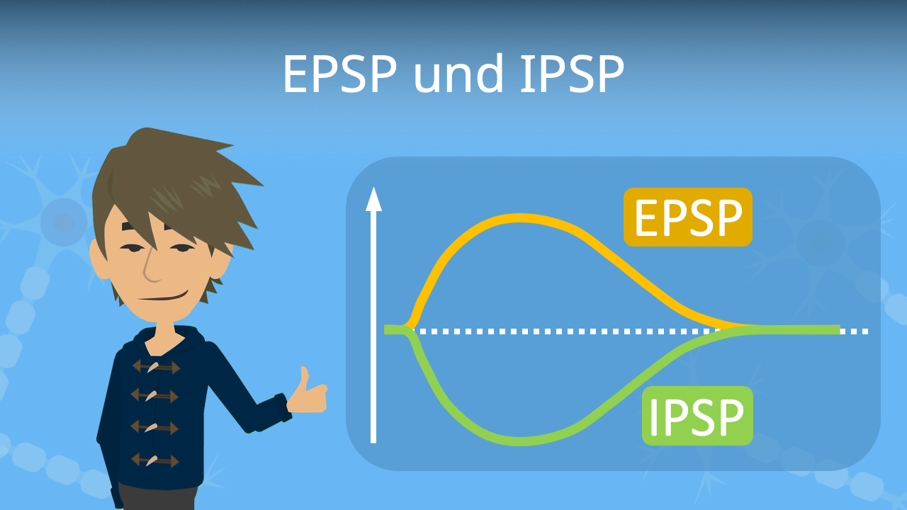 EPSP und IPSP • einfach erklärt, Bedeutung · [mit Video]