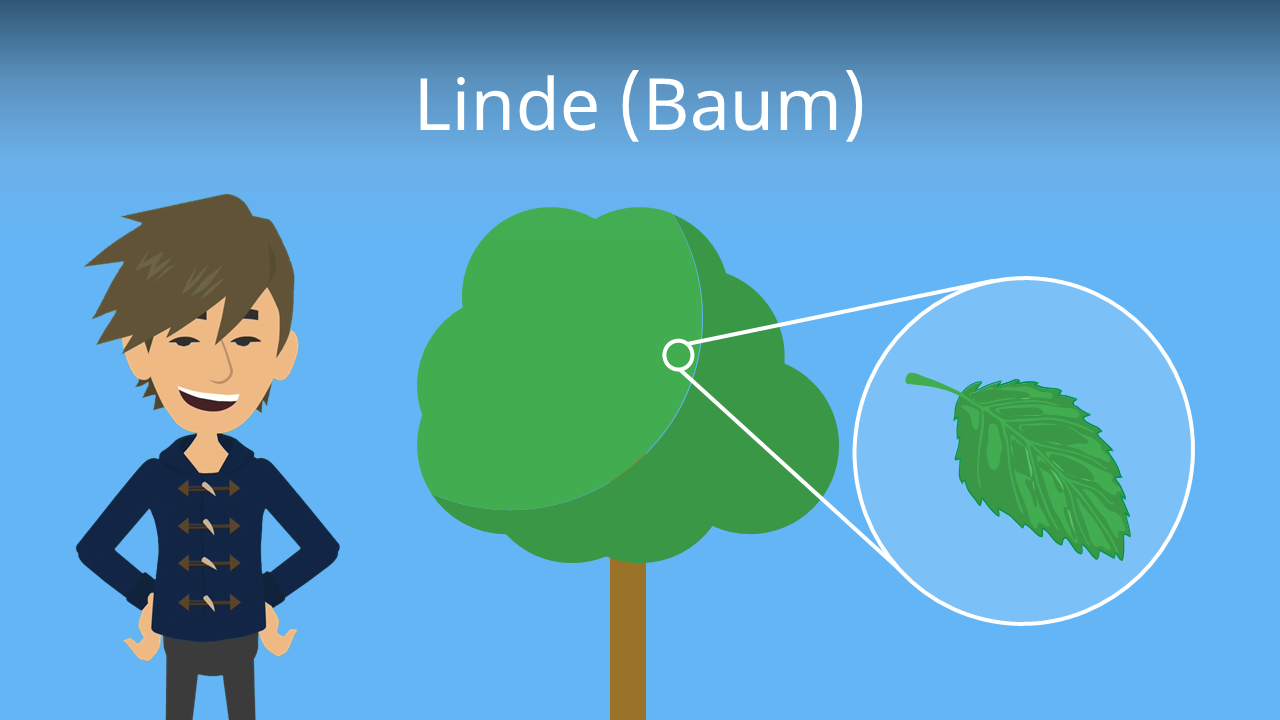 Linde (Baum) • Steckbrief, Merkmale · [mit Video]