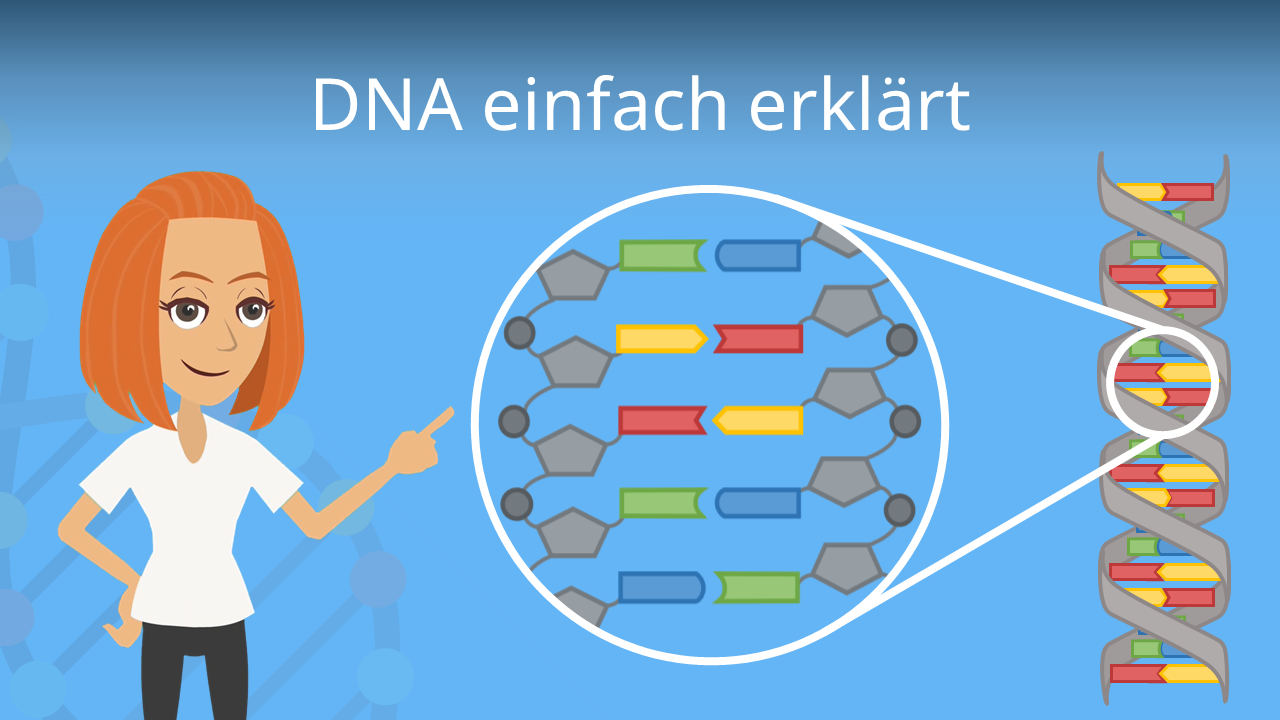 DNA einfach erklärt • Aufbau und Funktion · [mit Video]