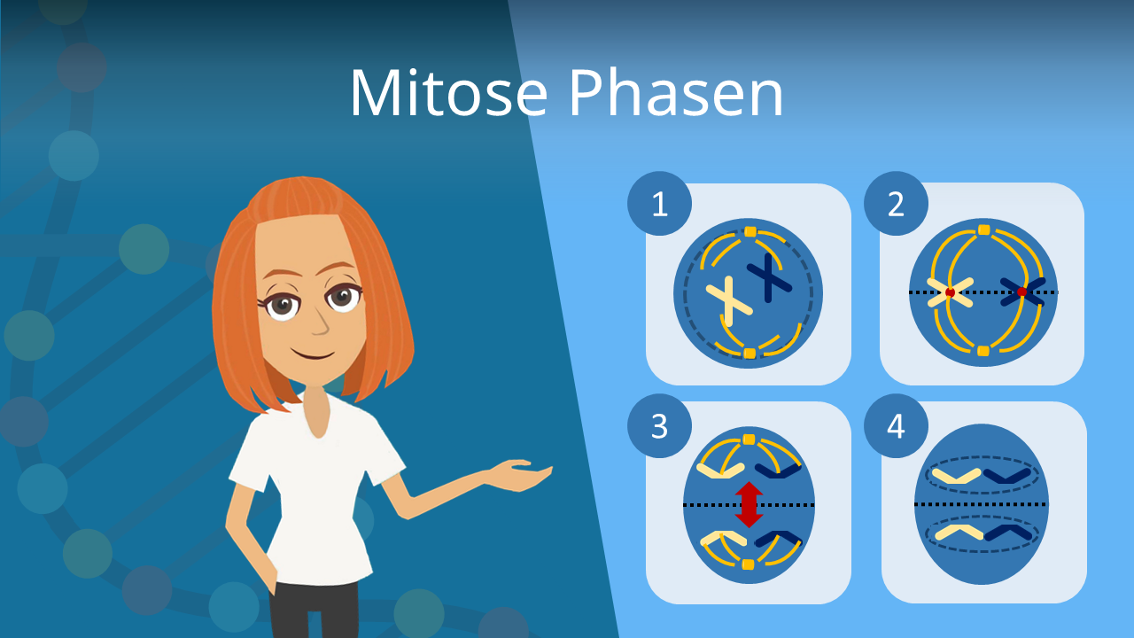 Mitose Phasen • Erkennen, Beschreiben, Skizze · [mit Video]