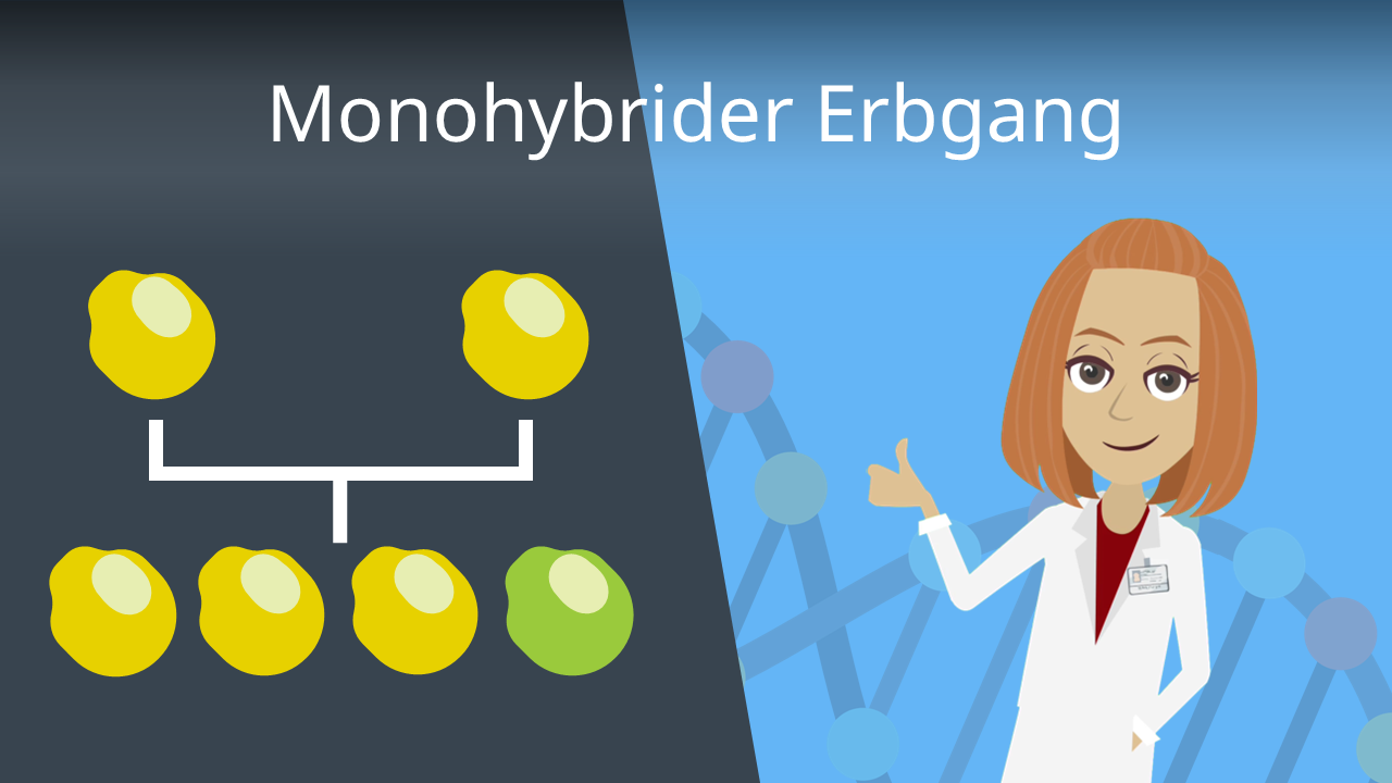 Monohybrider Erbgang • einfache Erklärung, Beispiel · [mit Video]